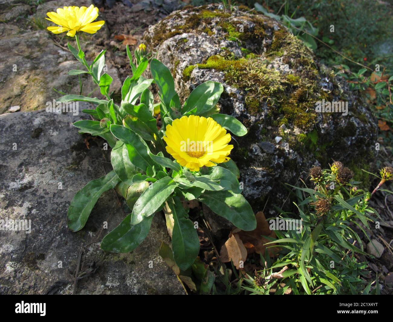 Yellow pot marigold in a rock garden Stock Photo - Alamy