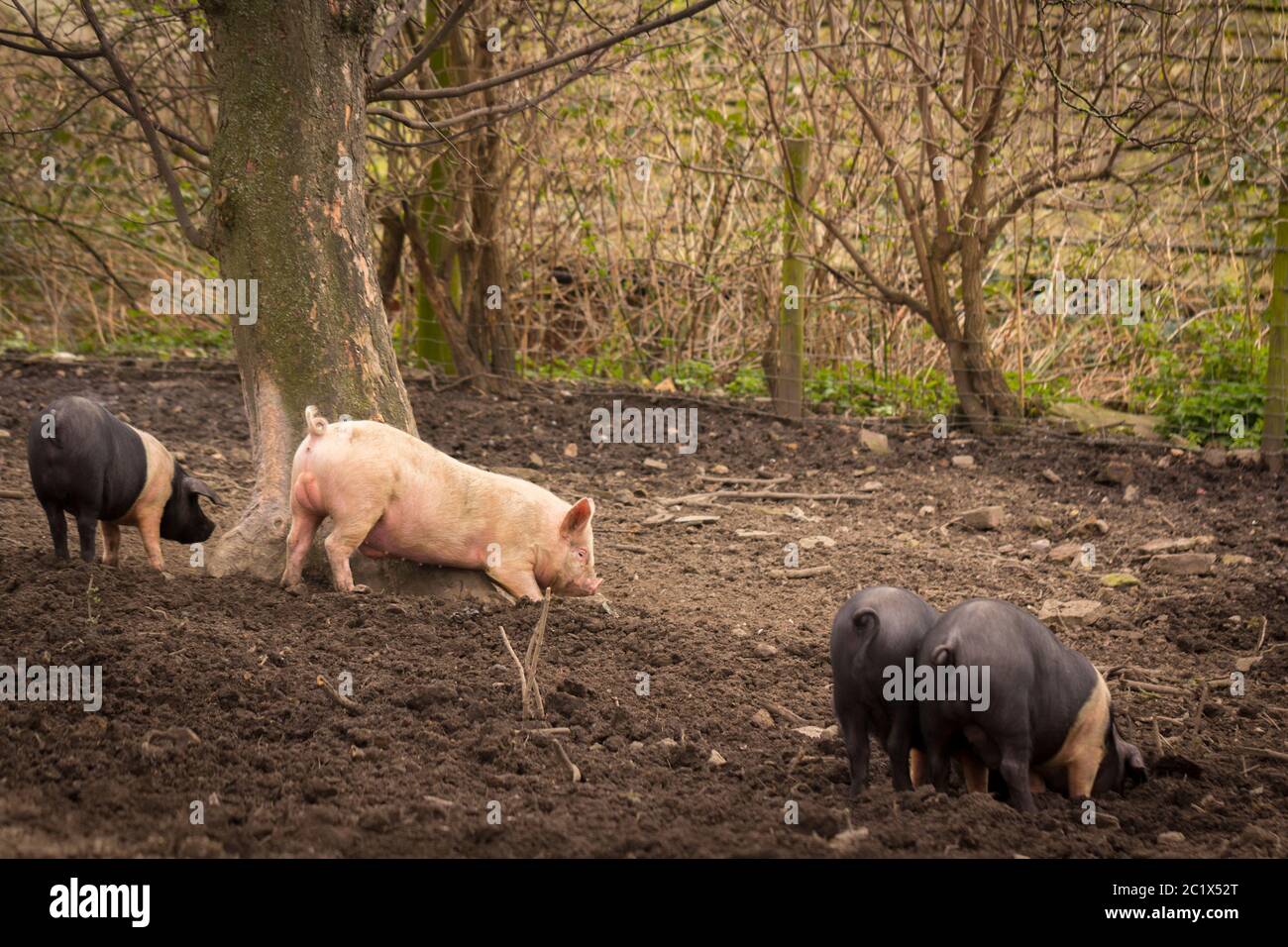 British black piglets hi-res stock photography and images - Alamy
