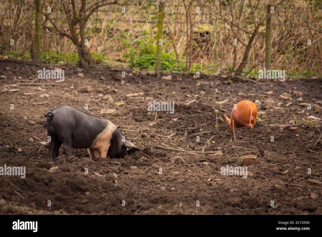 Photography of pigs and piglets from Temple Newsam in Leeds Stock Photo ...