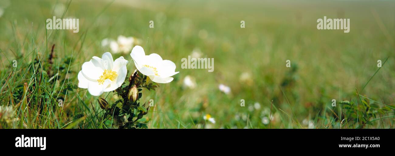 Guernsey wild flowers hi-res stock photography and images - Alamy