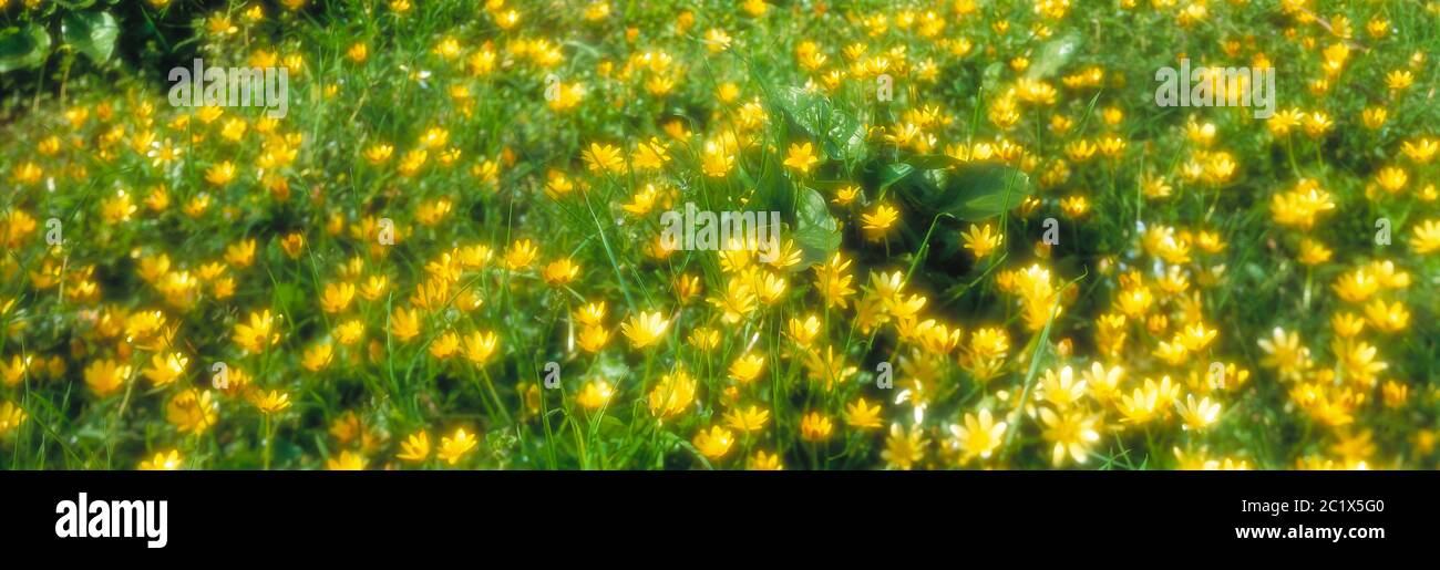 Guernsey wild flowers hi-res stock photography and images - Alamy