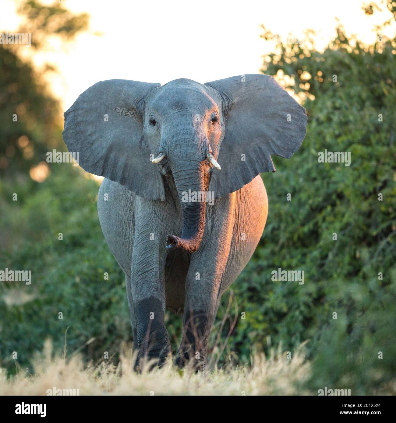 Elephant full body hi-res stock photography and images - Alamy