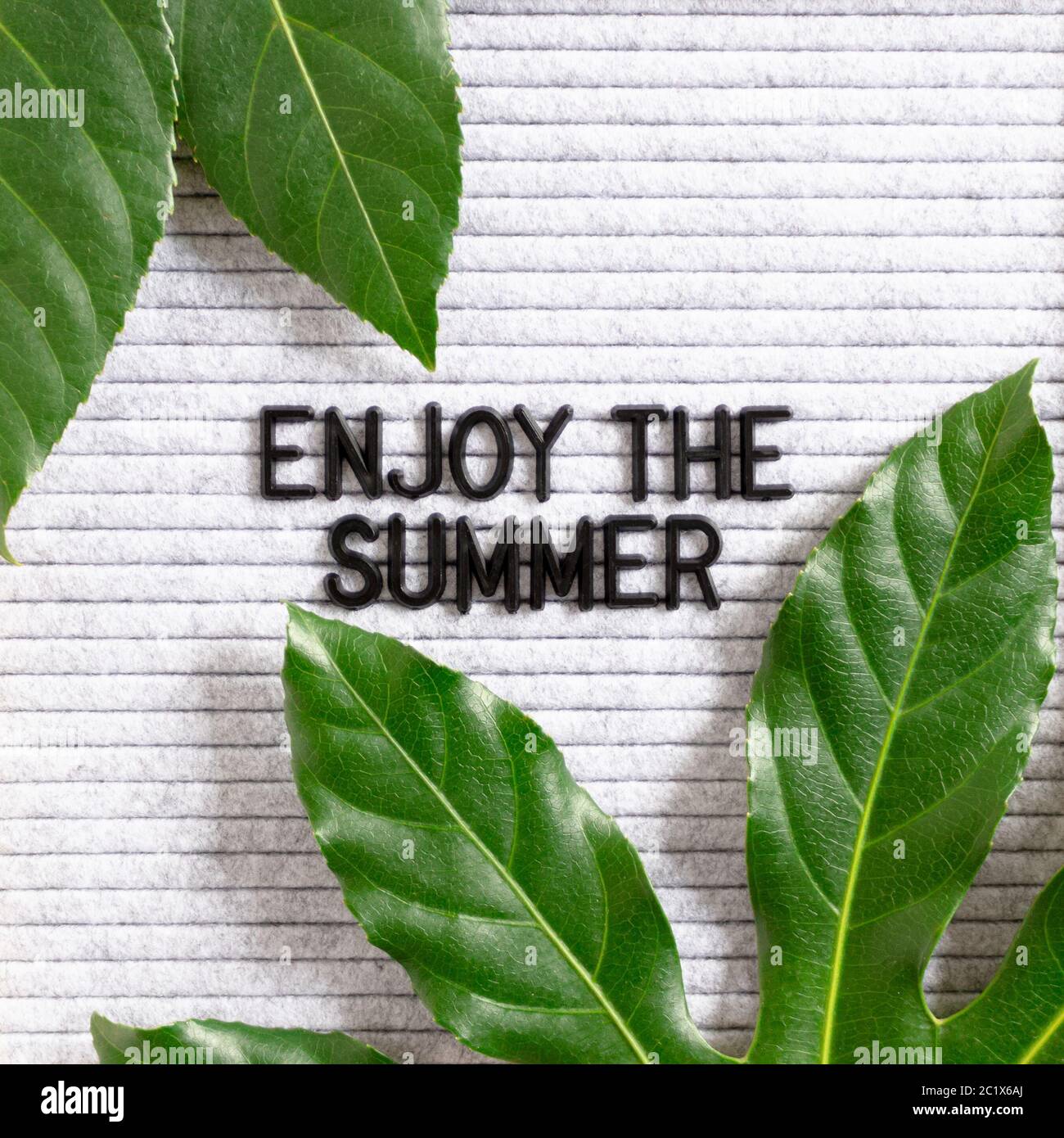 Green leaves and quote Enjoy the summer on felt background Stock Photo ...