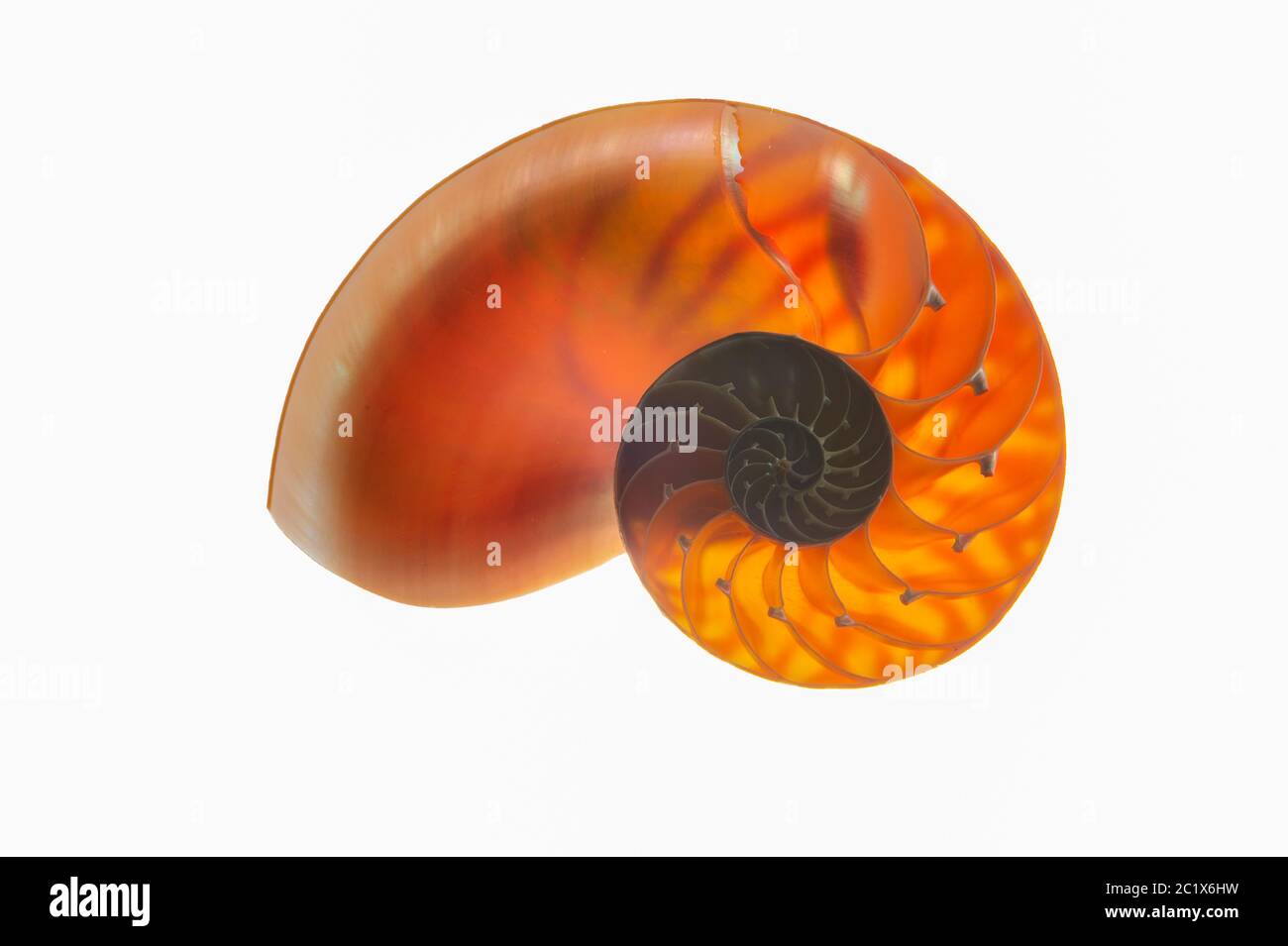 Fibonacci Sequence In Strawberries