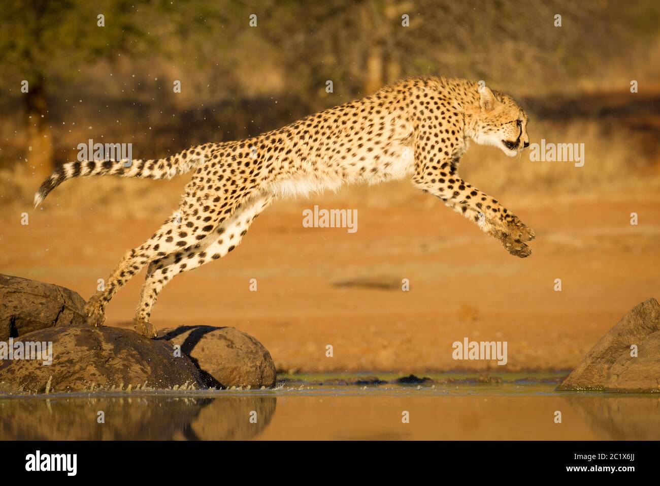 One adult cheetah leaping onto a rock over water in warm golden ...