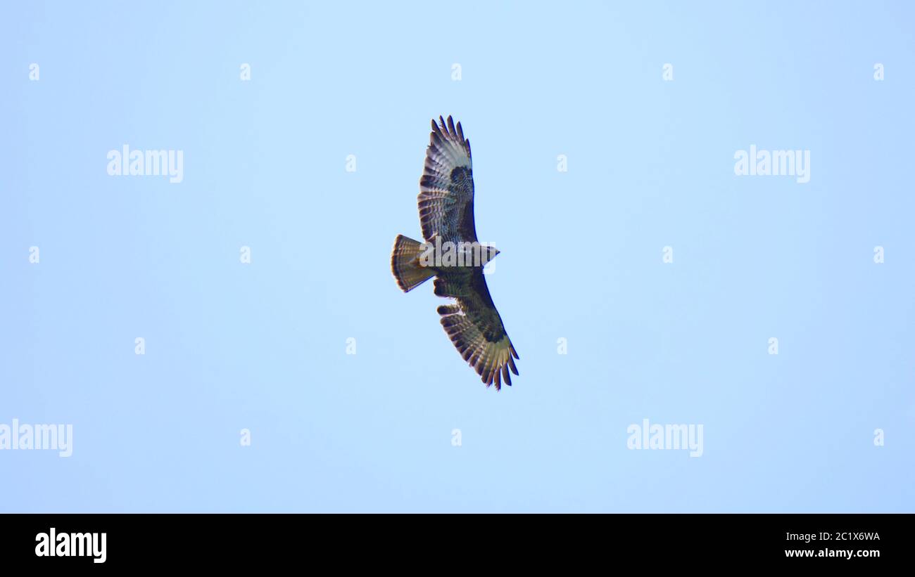 Common buzzard in flight hi-res stock photography and images - Alamy