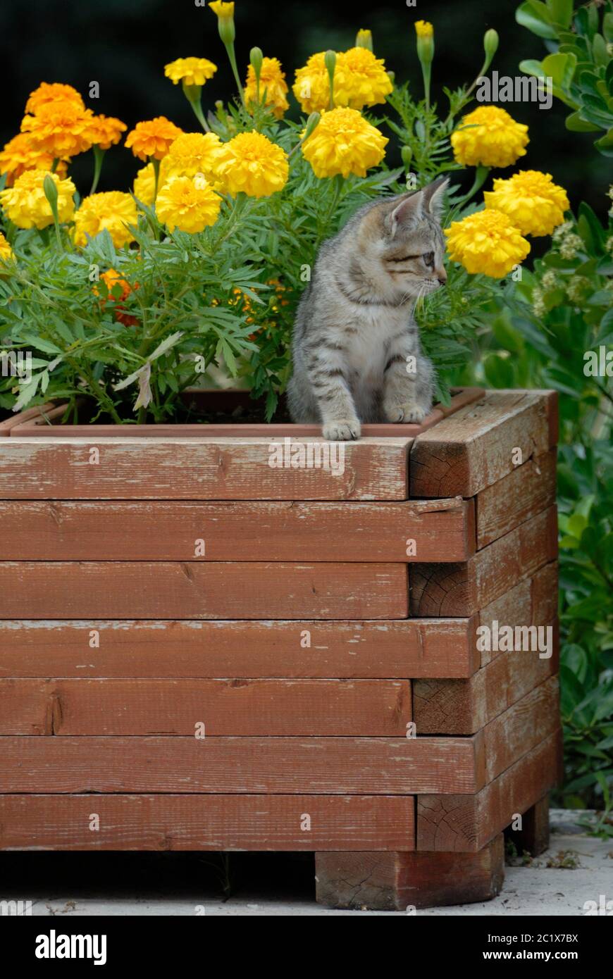 playing cat in the flower box Stock Photo - Alamy