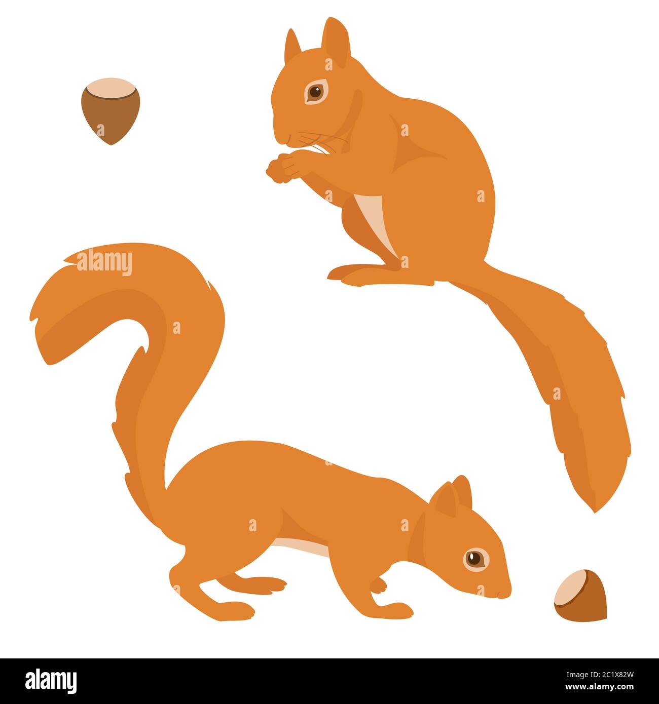 Two vector squirrels isolated on white background Stock Vector Image ...