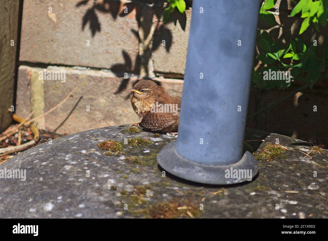 British bird garden wren spring hi-res stock photography and images - Alamy
