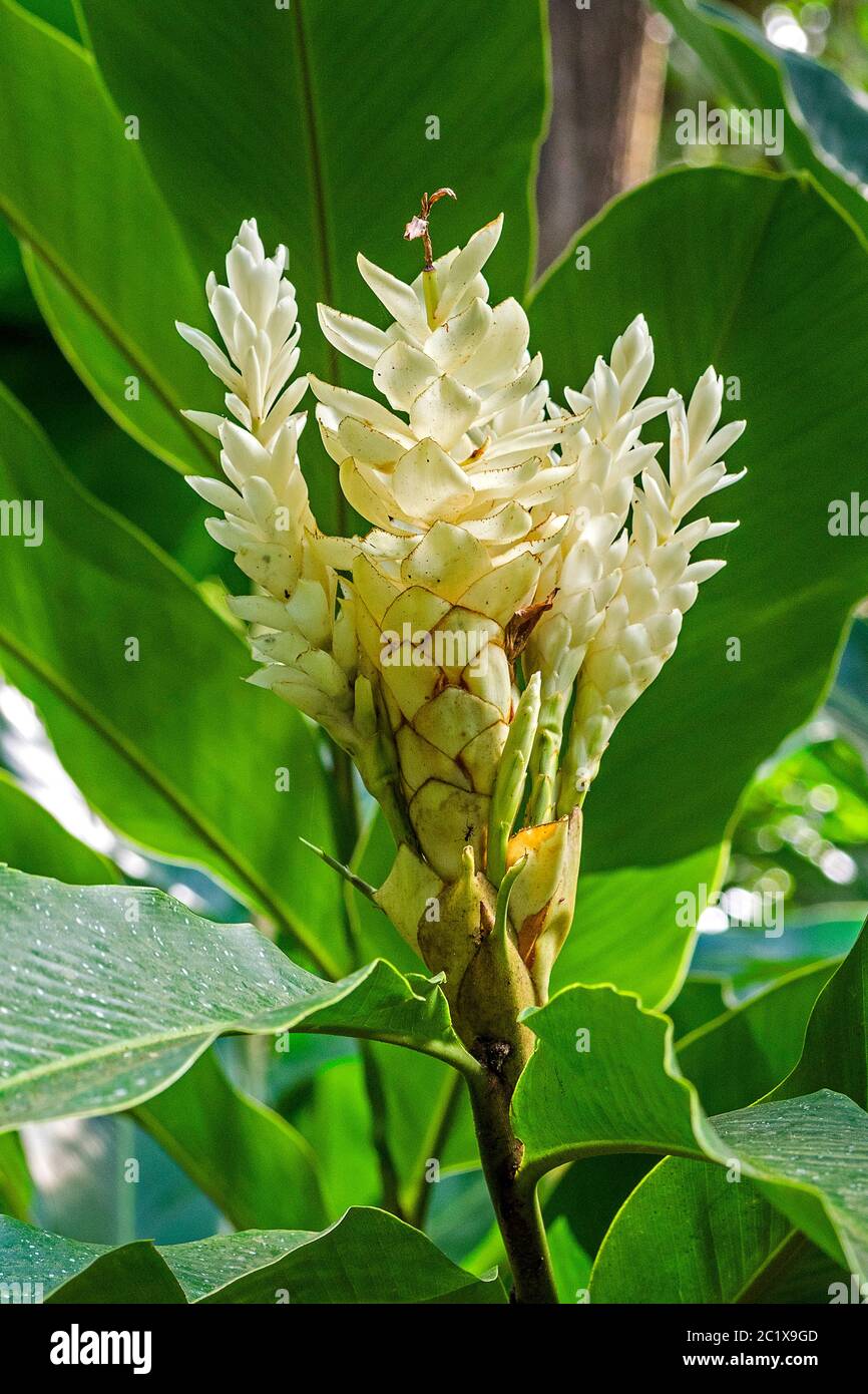 Caribbean, St Lucia - Flowers Stock Photo - Alamy