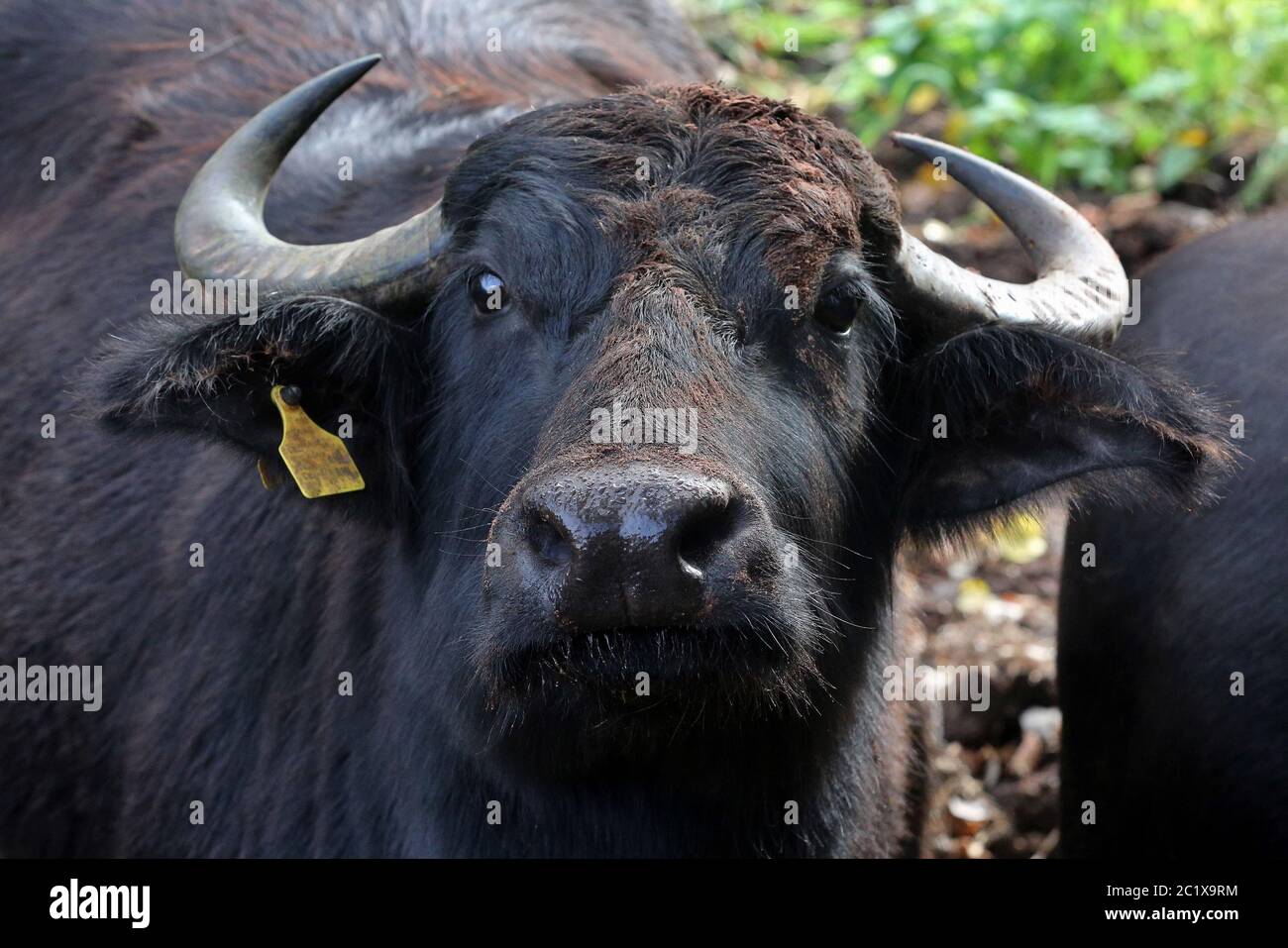 Horns water buffalo hi-res stock photography and images - Alamy