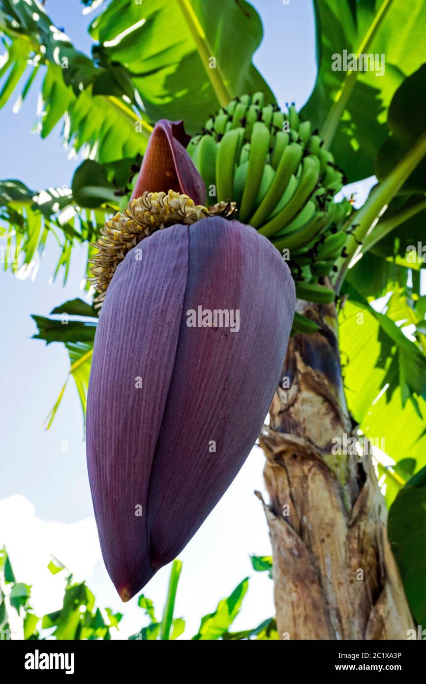 Caribbean Sea - Banana Plantation on St. Lucia Stock Photo - Alamy