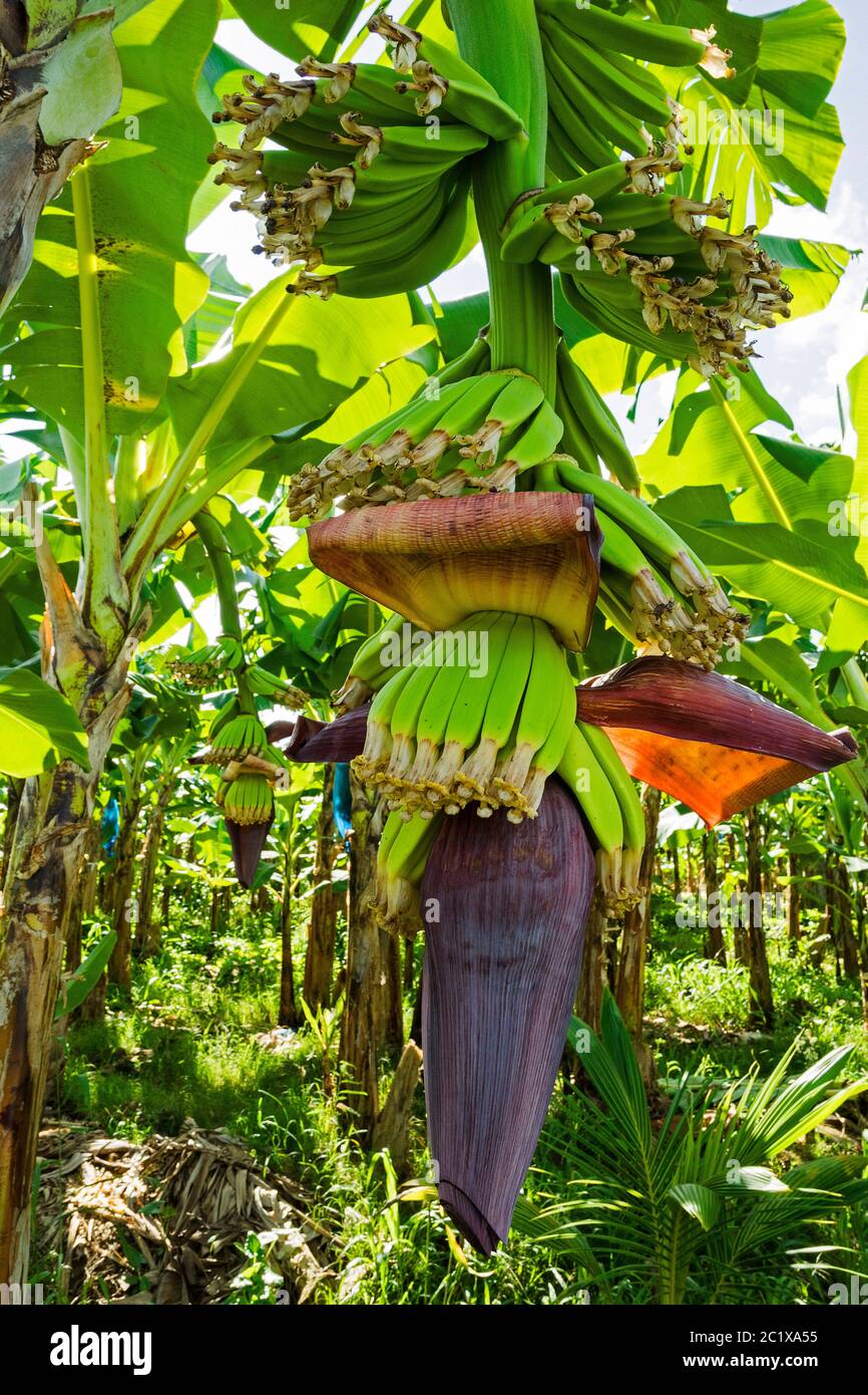 Caribbean Sea - Banana Plantation on St. Lucia Stock Photo - Alamy