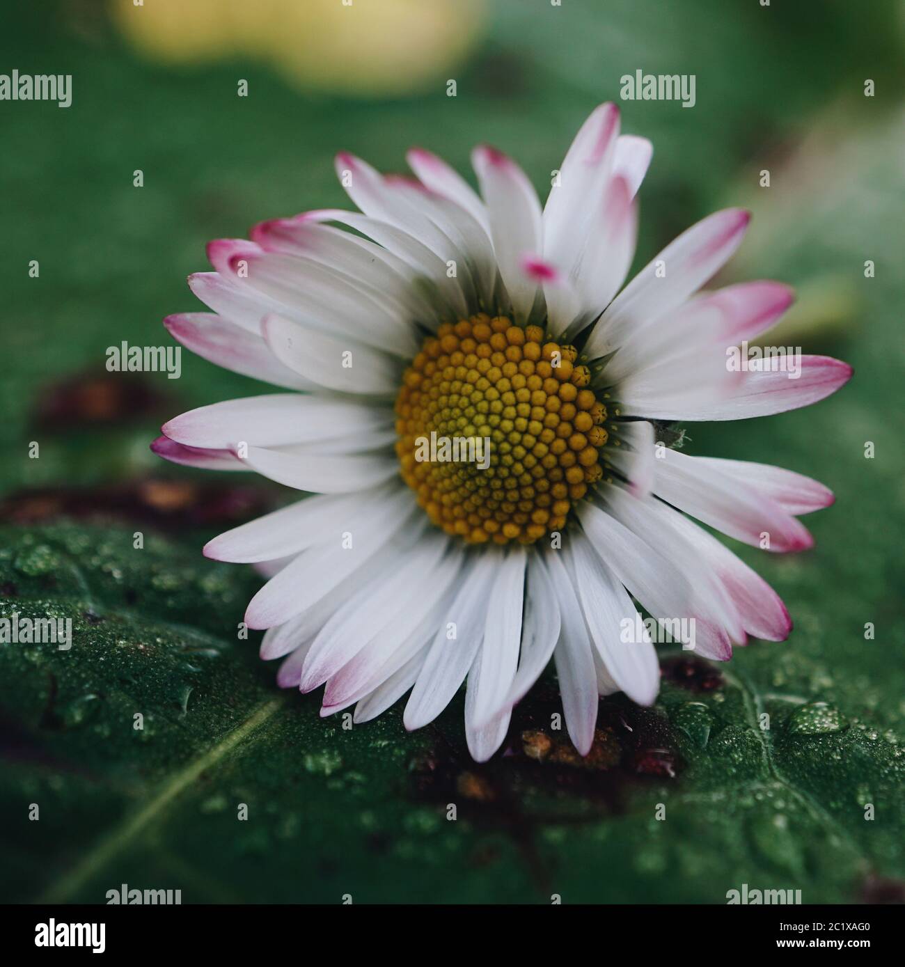 daisy flower plant petals Stock Photo - Alamy