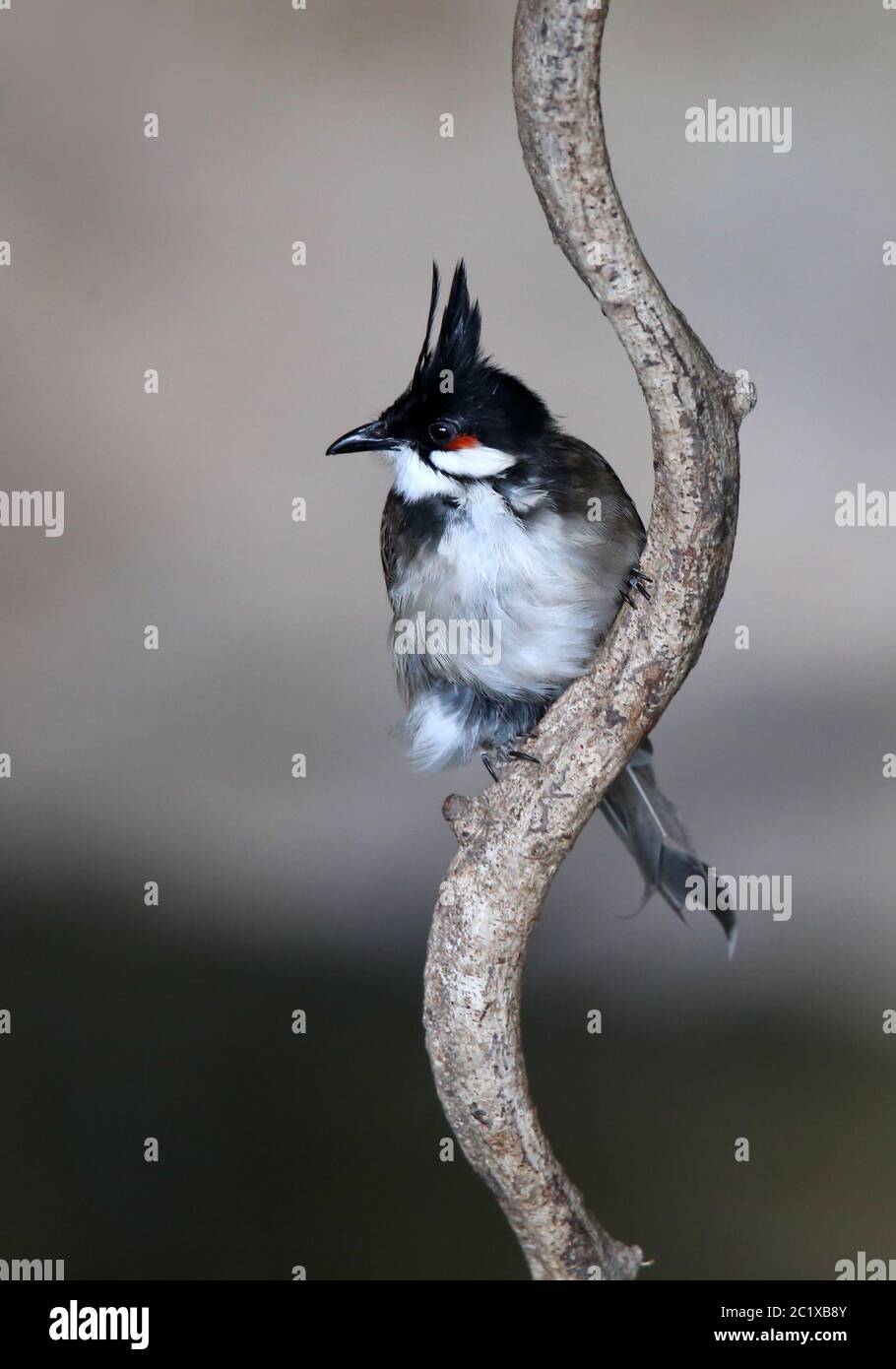 Red Ear Tube bear BÃ¼l Pycnonotus jocosus Stock Photo - Alamy