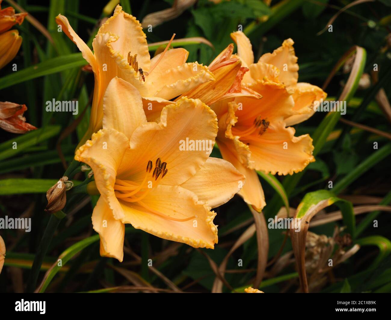 Daylily hemerocallis hi-res stock photography and images - Alamy