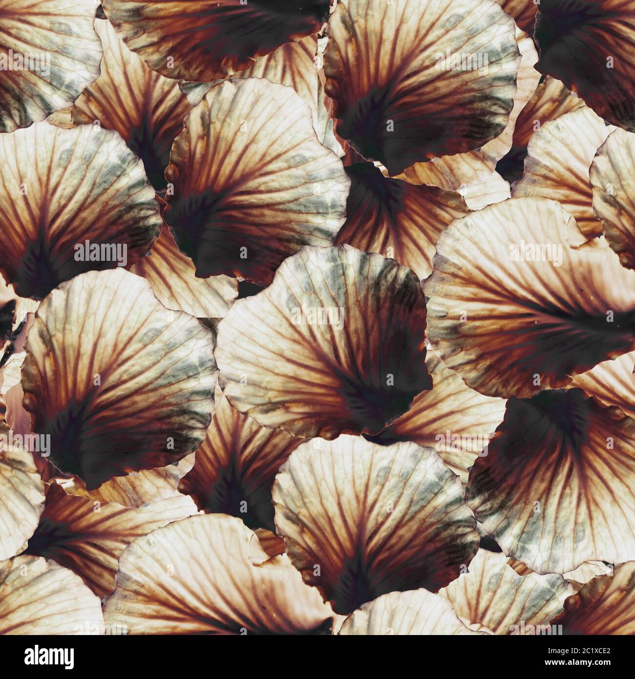 Cabbage rose wallpaper hi-res stock photography and images - Alamy