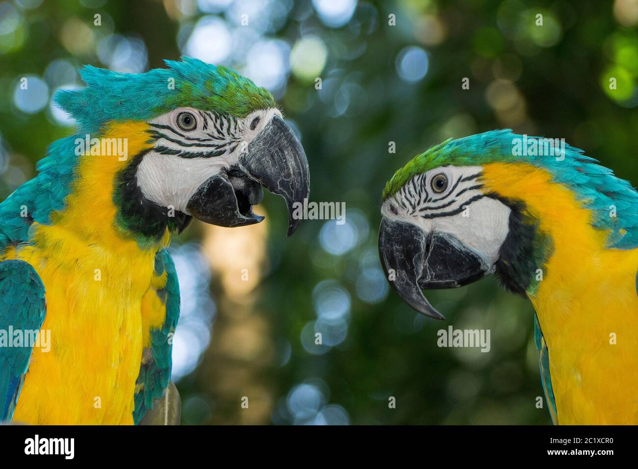 Cartagena parrot hi-res stock photography and images - Alamy