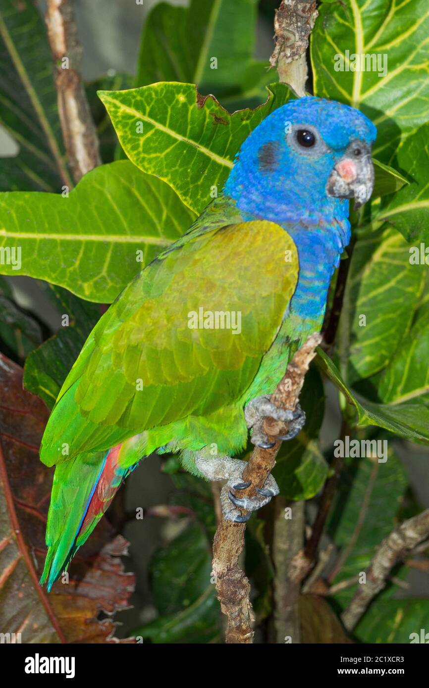 Colombia, Cartagena in Colombia - Parrot / Macaw Stock Photo - Alamy