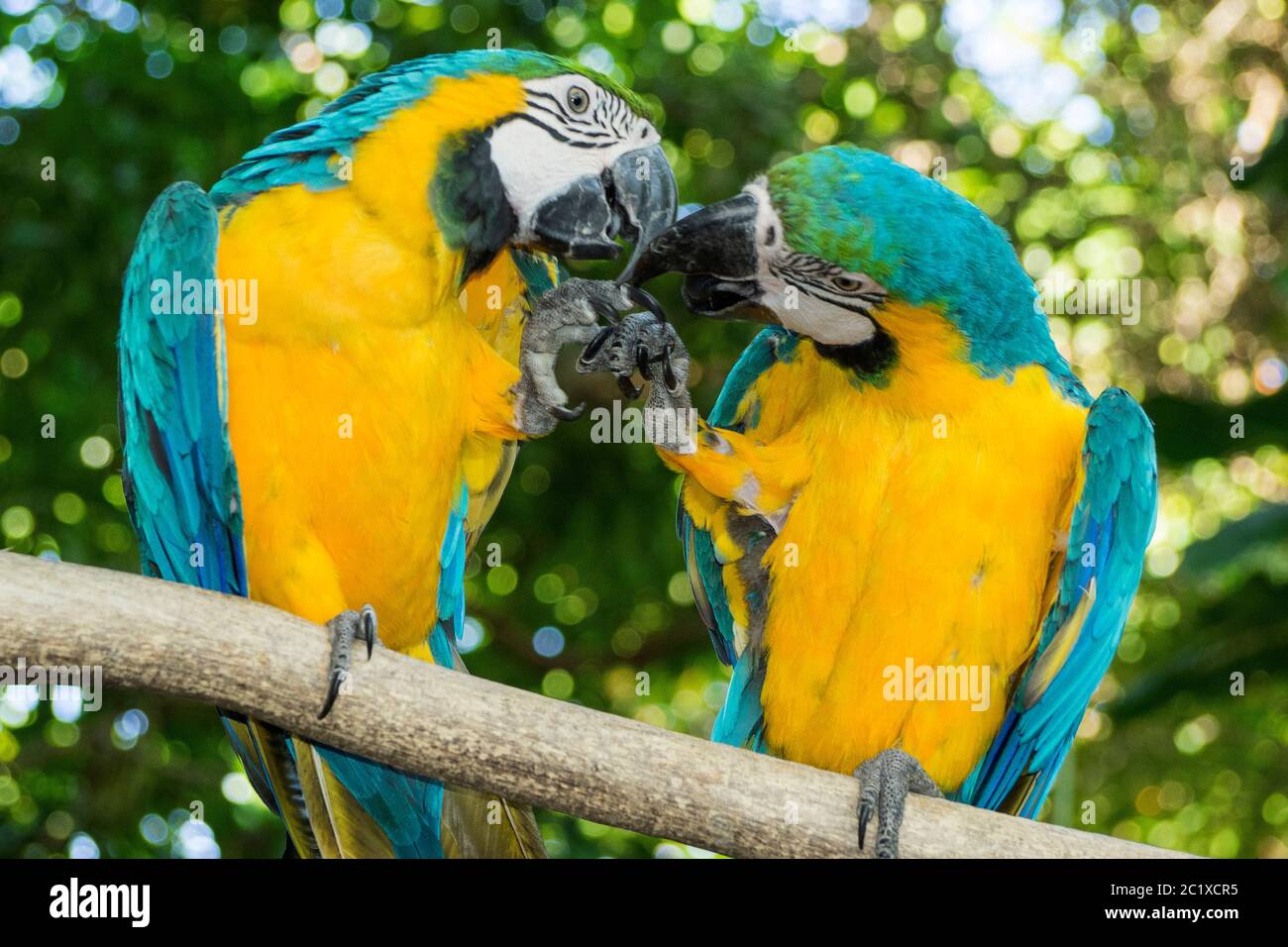 Colombia, Cartagena in Colombia - Parrot / Macaw Stock Photo - Alamy