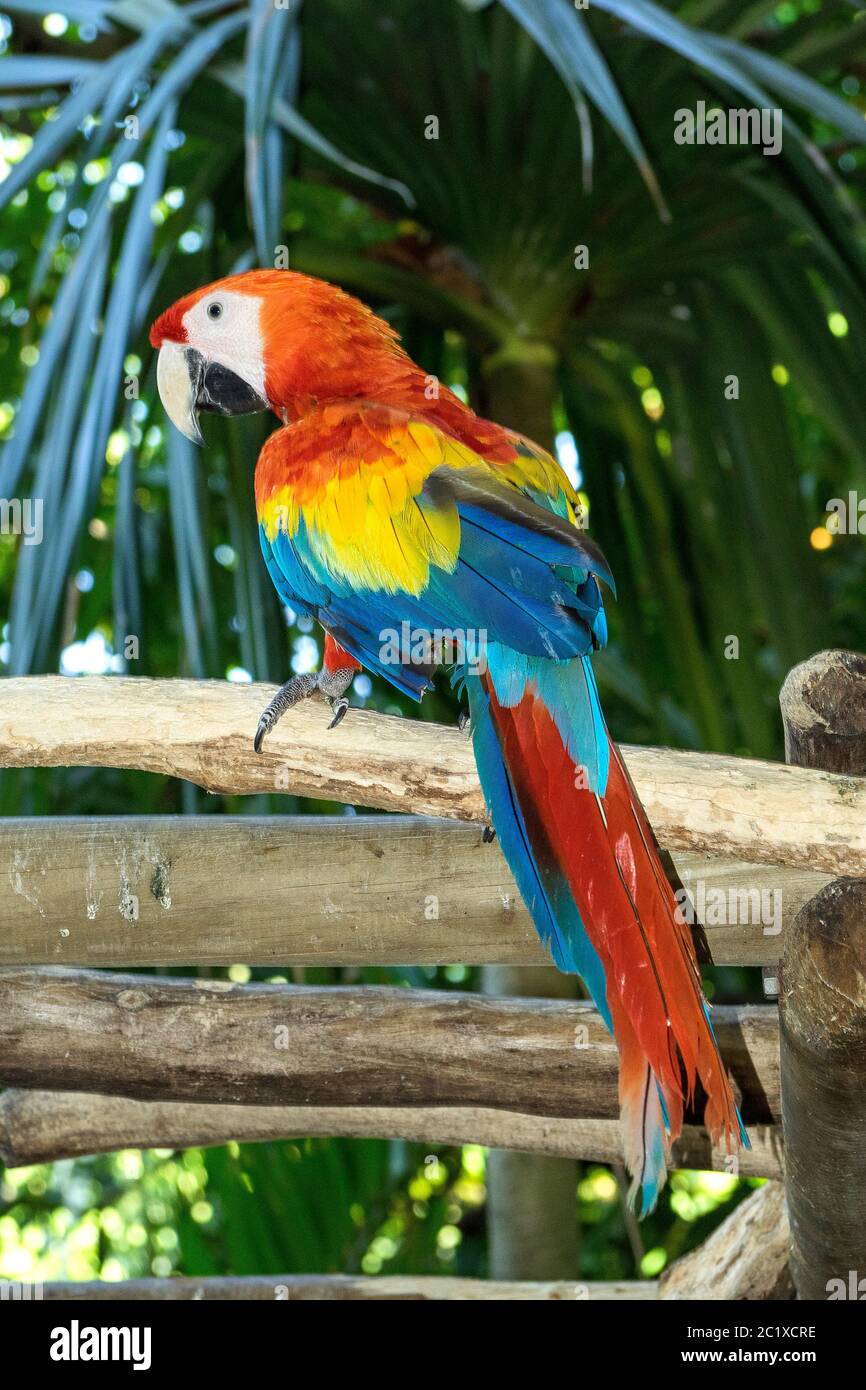 Cartagena parrot hi-res stock photography and images - Alamy