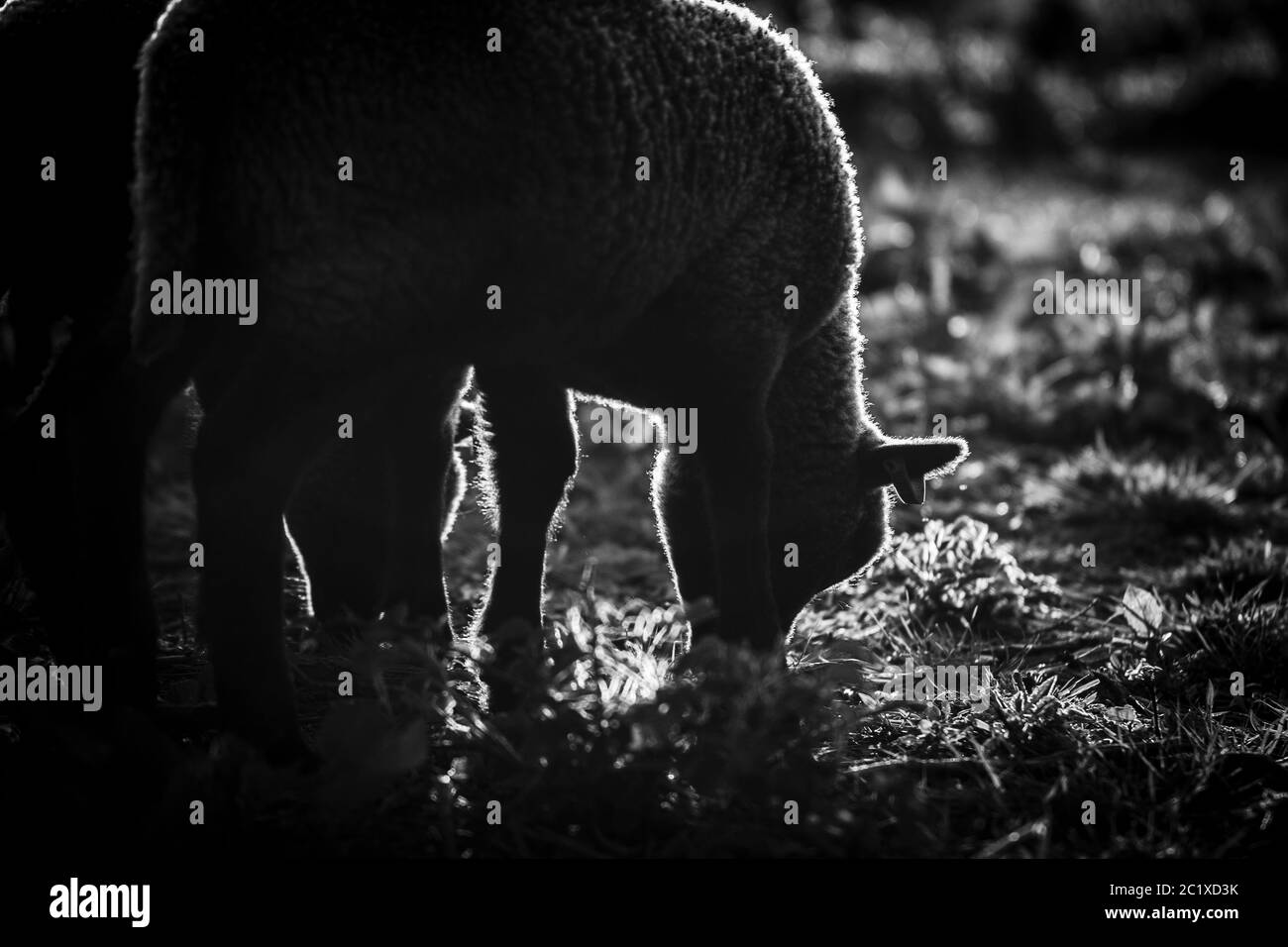 Black white photography of brown sheep on a meadow. English countryside ...