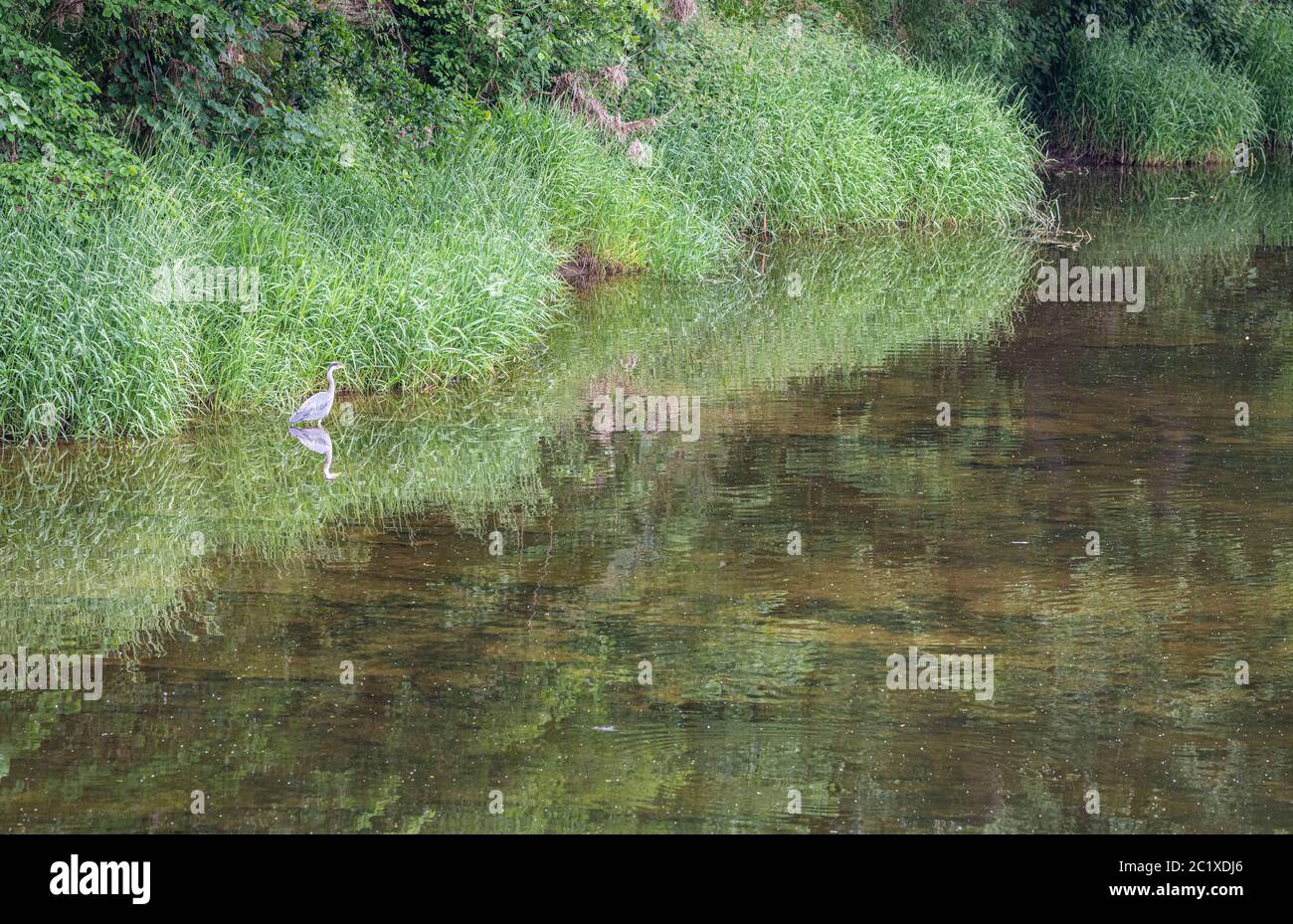 Heron reflected in the Teviot River, Scottish Borders Stock Photo - Alamy