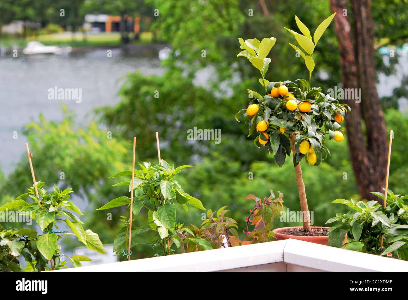 little orange tree Stock Photo - Alamy