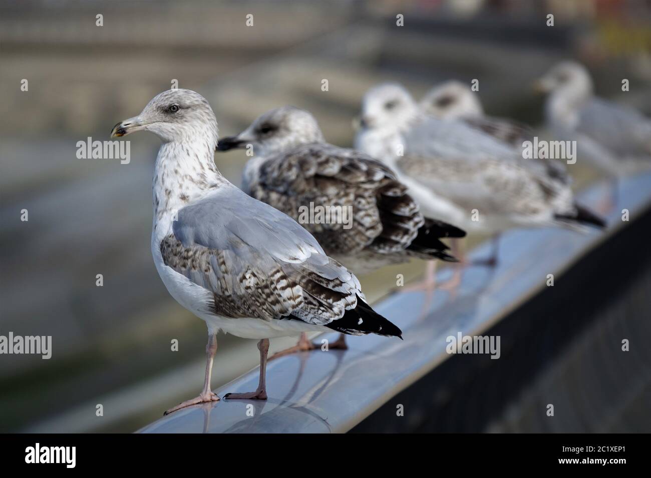 Seagull line up Stock Photo - Alamy