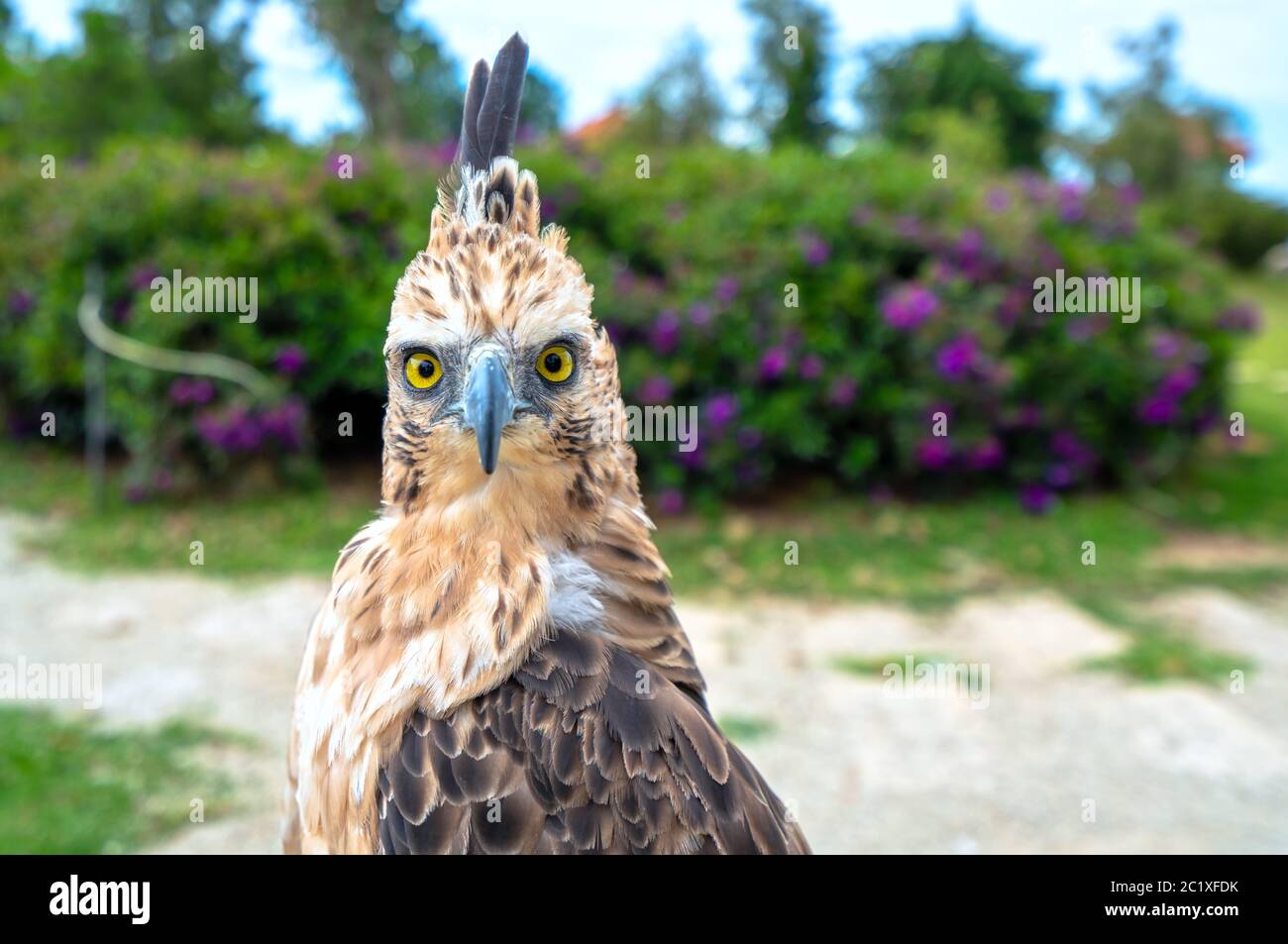 Portrait of eagle with big eyes and sharp beak majestic show of the ...