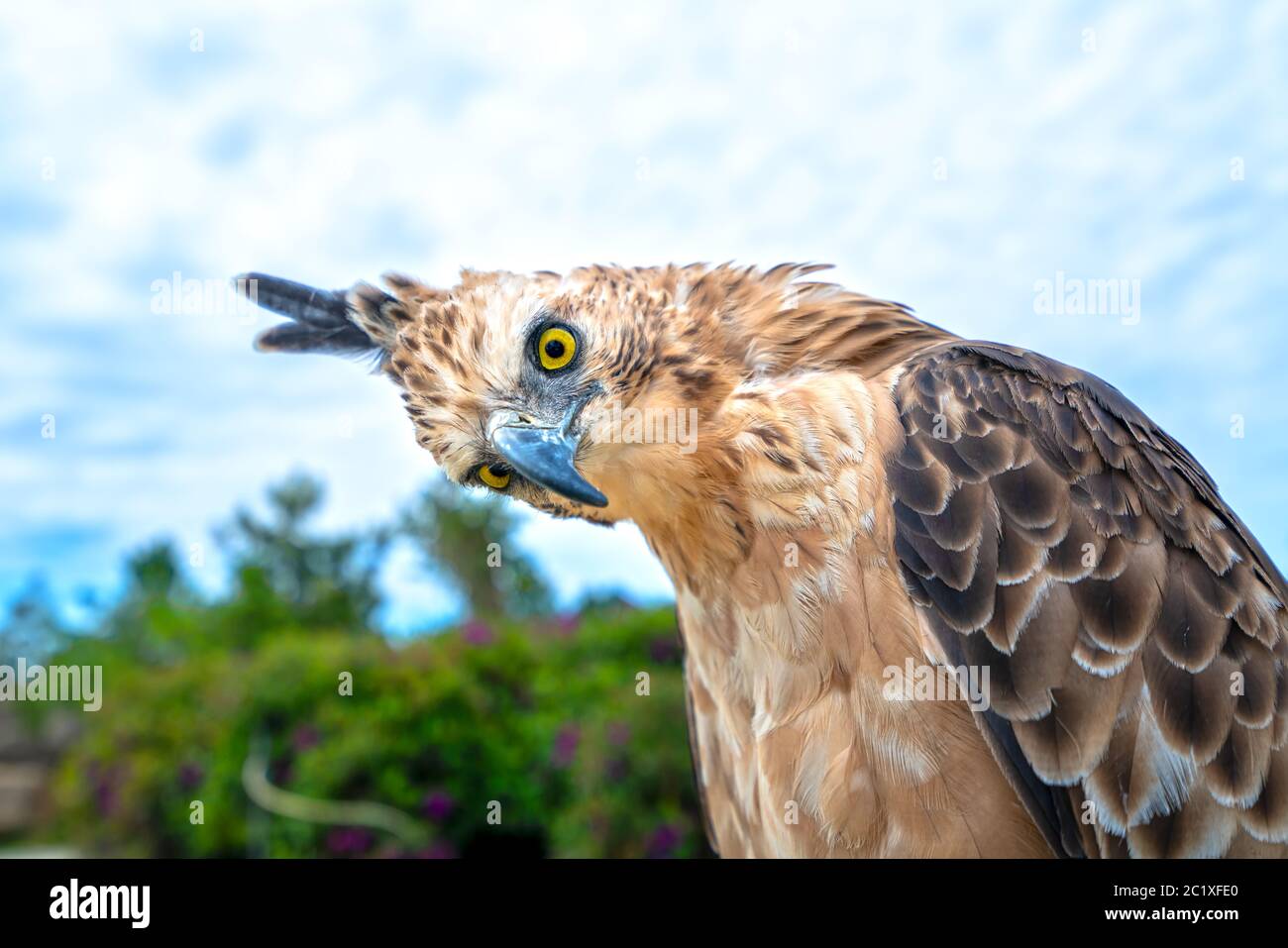 Portrait of eagle with big eyes and sharp beak majestic show of the ...