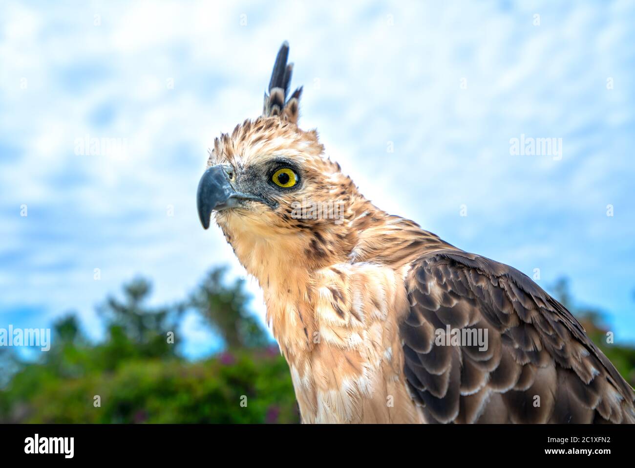 Portrait of eagle with big eyes and sharp beak majestic show of the ...