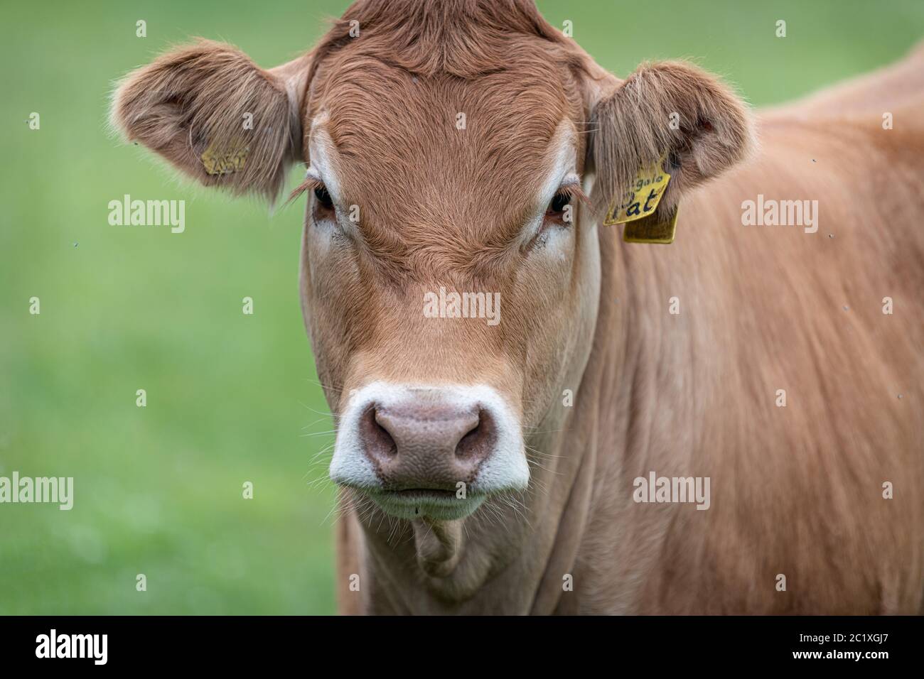 Single cow portrait Stock Photo - Alamy