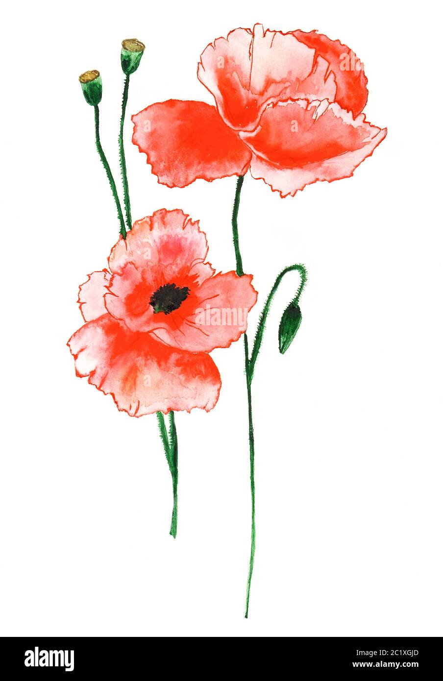Poppy flower drawing hi-res stock photography and images - Alamy