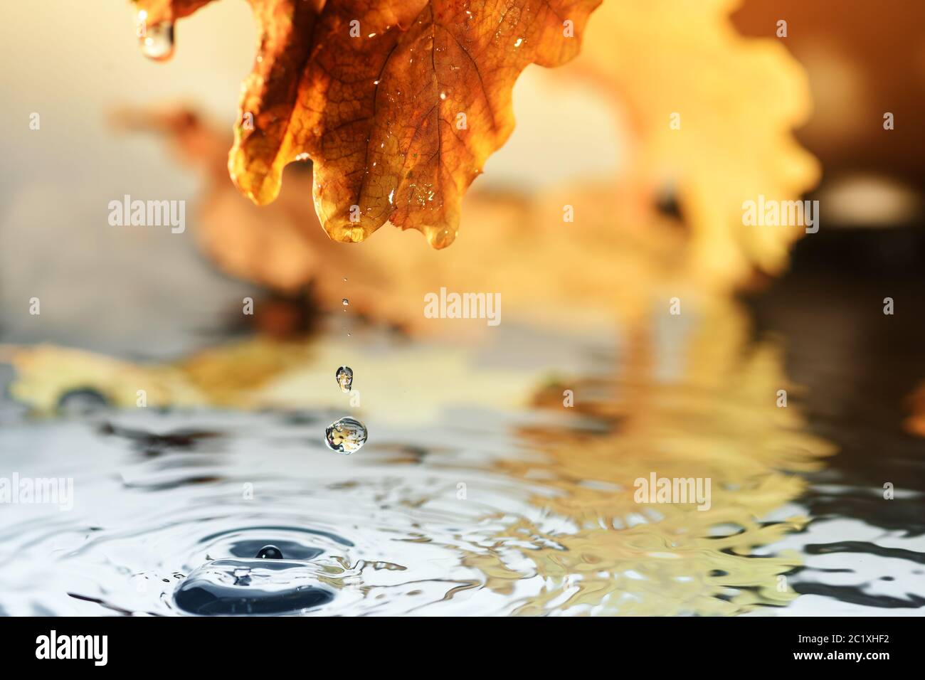 a drop of water dripping into the water on the background of autumn ...
