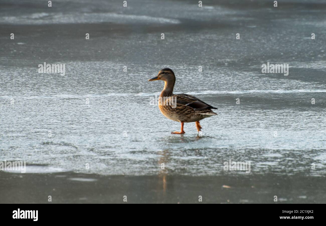 Ducks on the transparent ice of a frozen river on a frosty Sunny winter ...