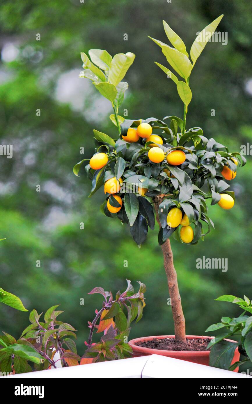 little orange tree Stock Photo - Alamy