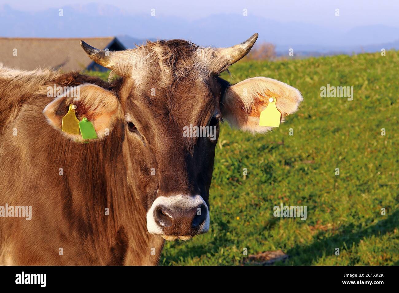 Pretty cow funny hi-res stock photography and images - Alamy