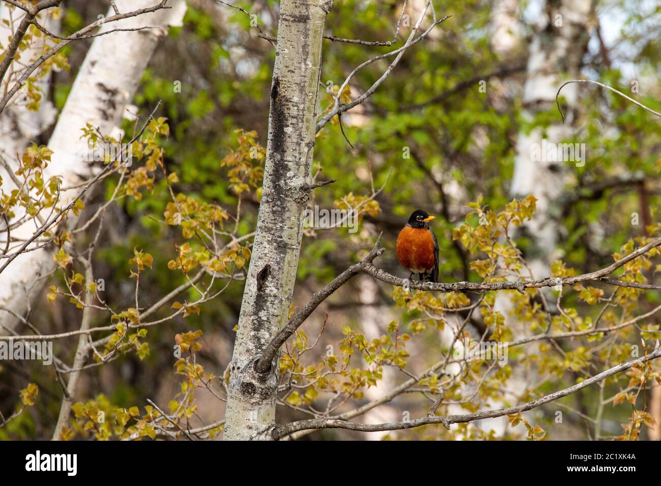 American robin singing spring hi-res stock photography and images - Alamy