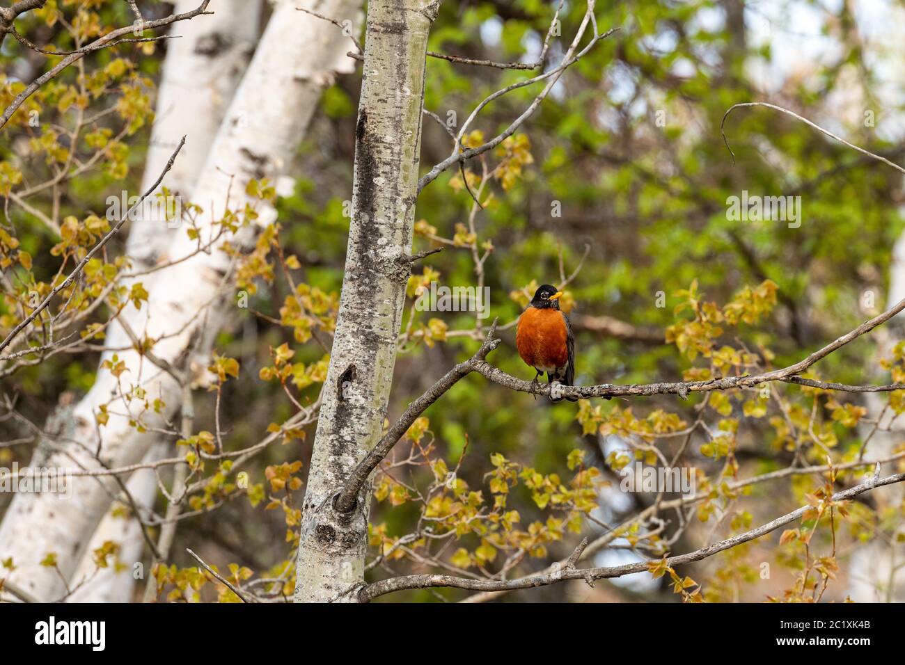 American robin spring singing hi-res stock photography and images - Alamy