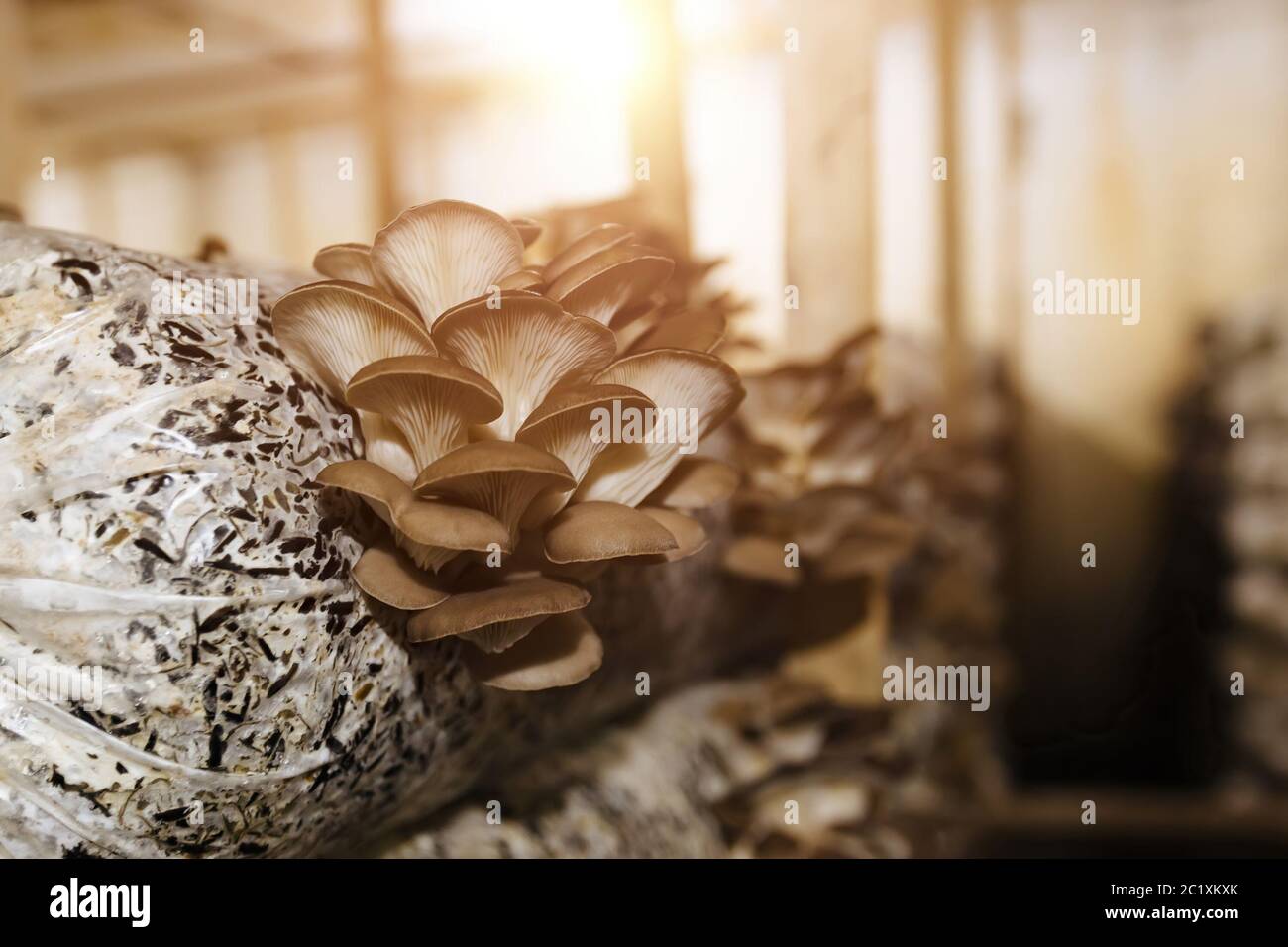 Oyster mushroom cultivation growing in farm on oil cake substrate Stock ...