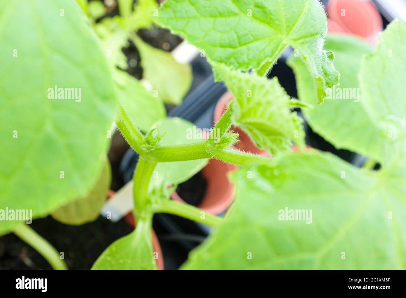 Green cucumber plants yellow hi-res stock photography and images - Alamy