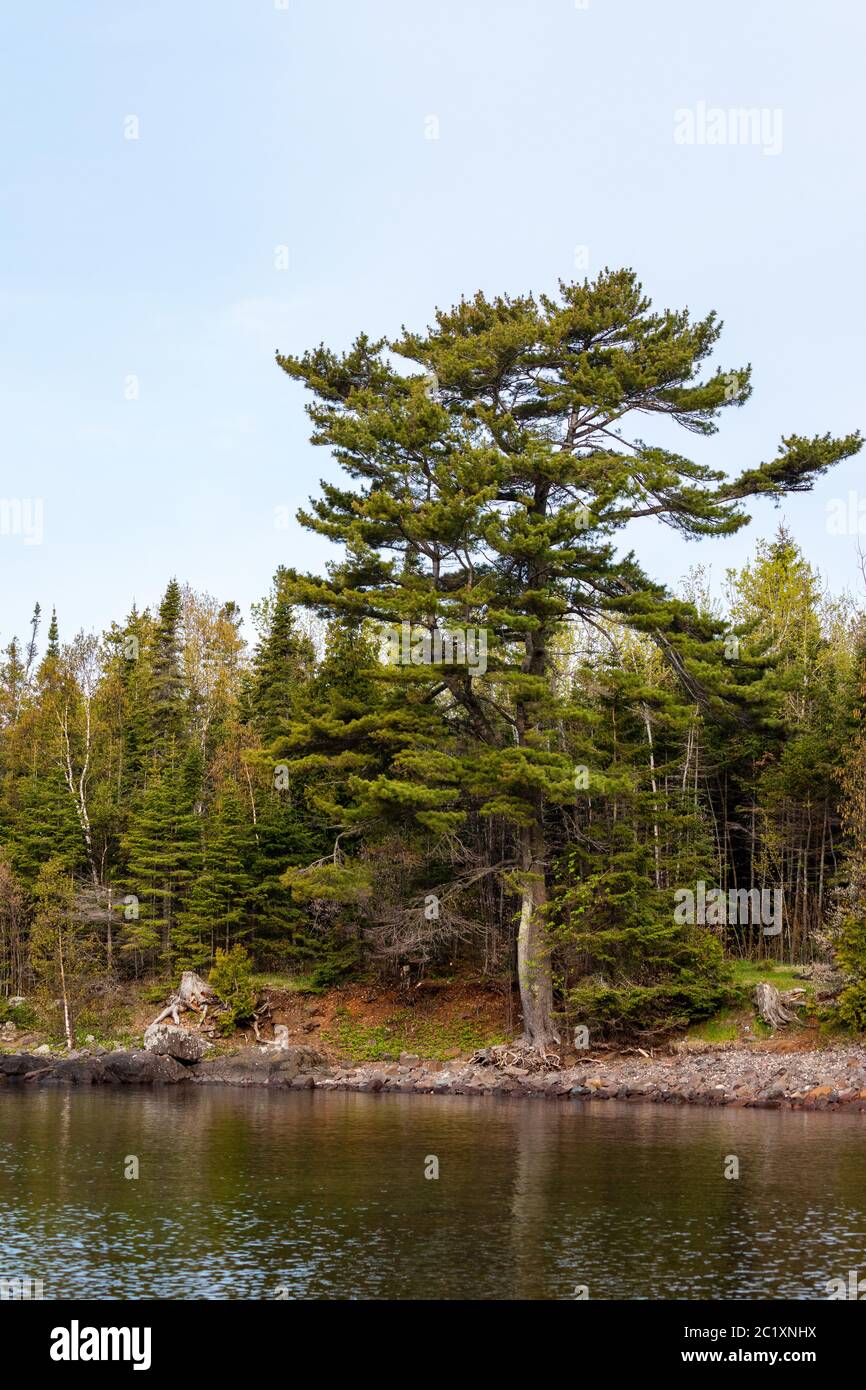 Tree on the coast of Nova Scotia Stock Photo - Alamy