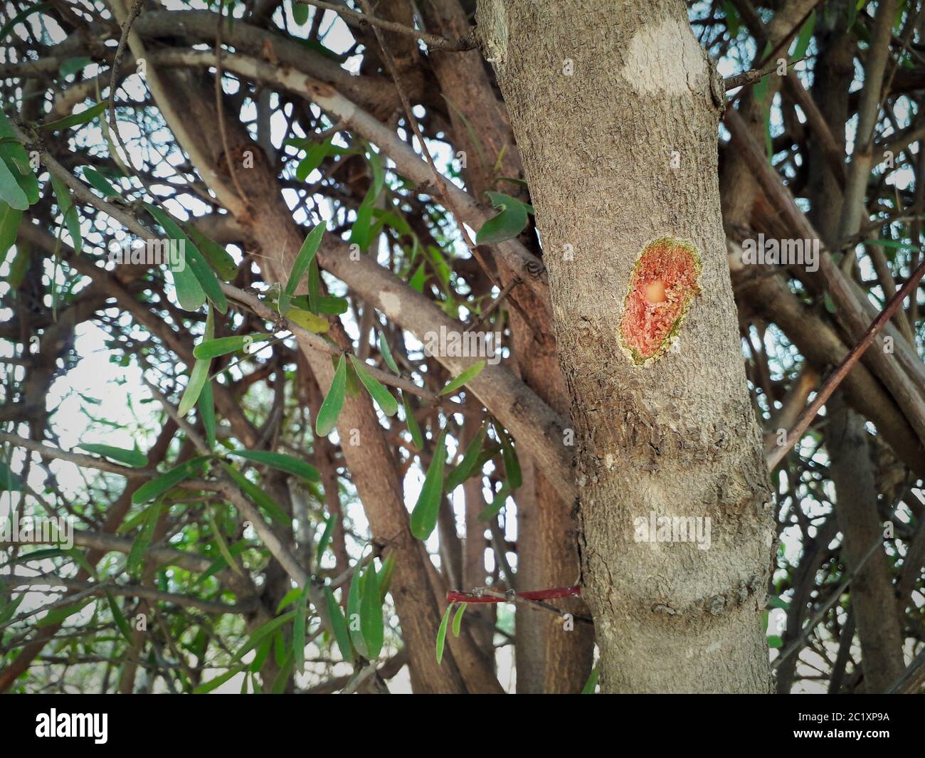 Closeup of sign of injury on a tree trunk peeled tree bark with axe ...