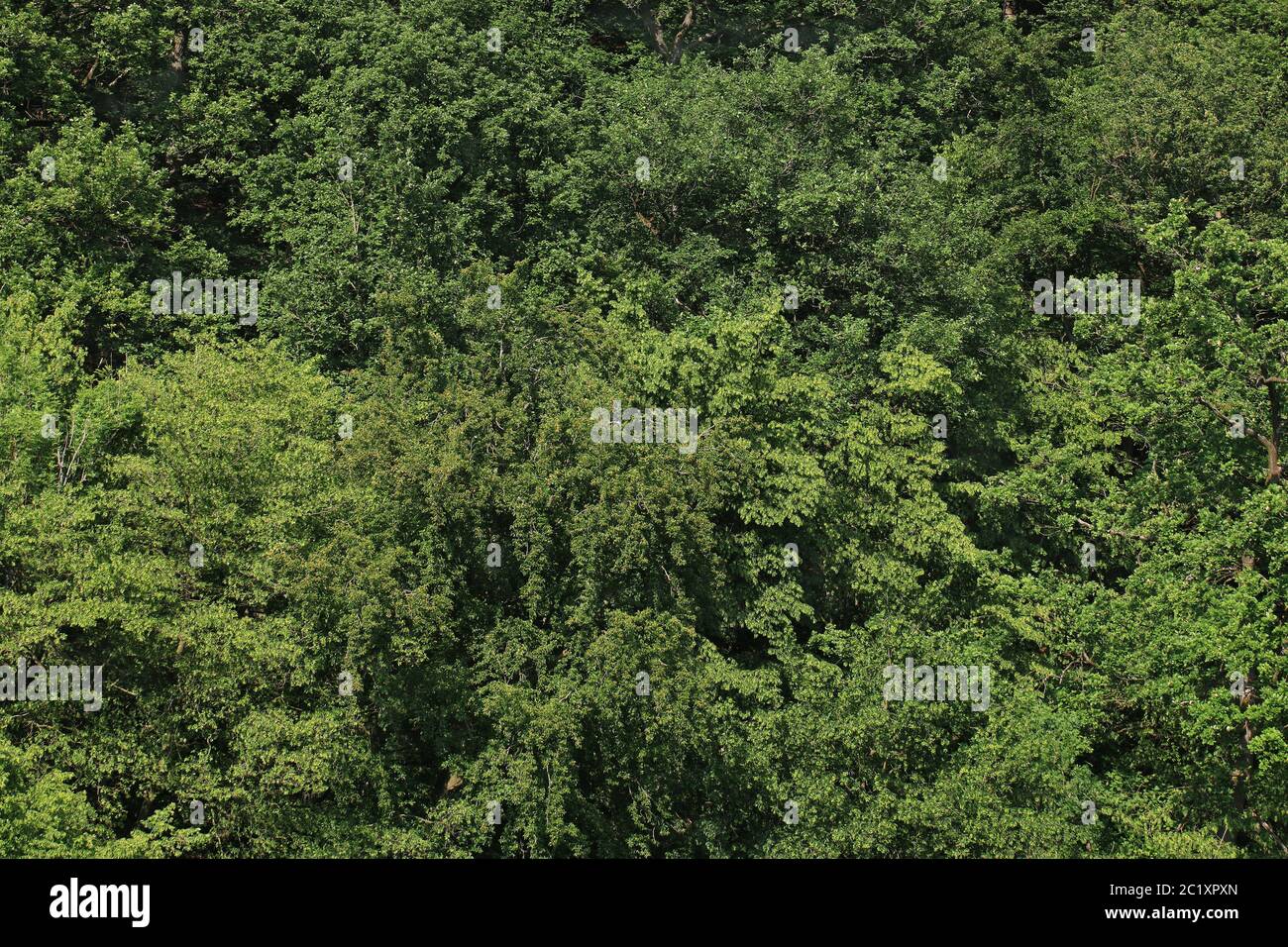 Edge of a mixed forest hi-res stock photography and images - Alamy