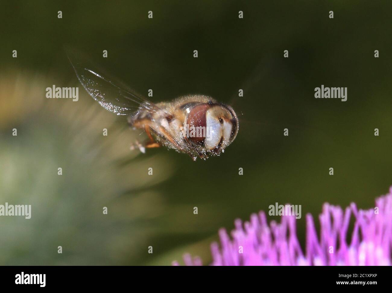 Pied hoverfly, flying above the flower of a thistle Stock Photo - Alamy