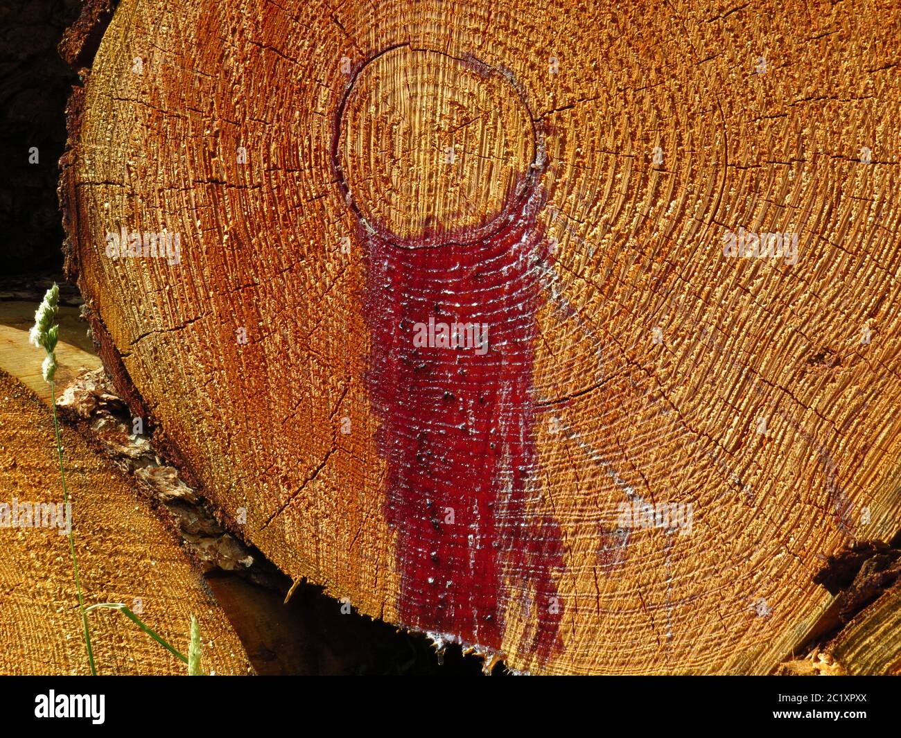 Dropping a tree hi-res stock photography and images - Alamy