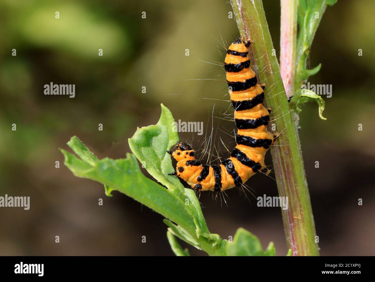 Caterpillars of the cinnabar moth hi-res stock photography and images ...