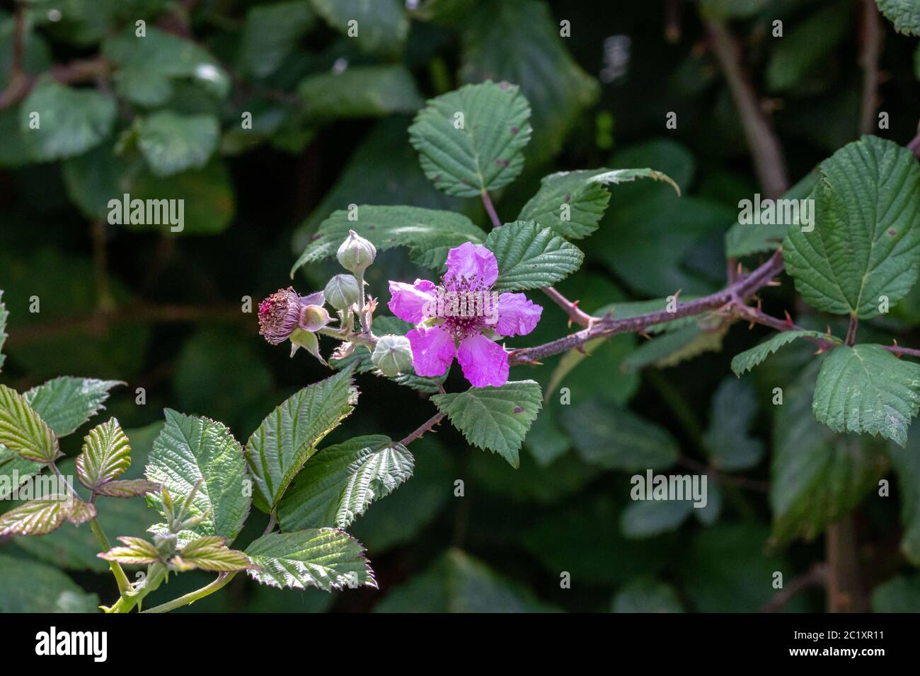 Blackberry rubus ulmifolius black rubus hi-res stock photography and ...
