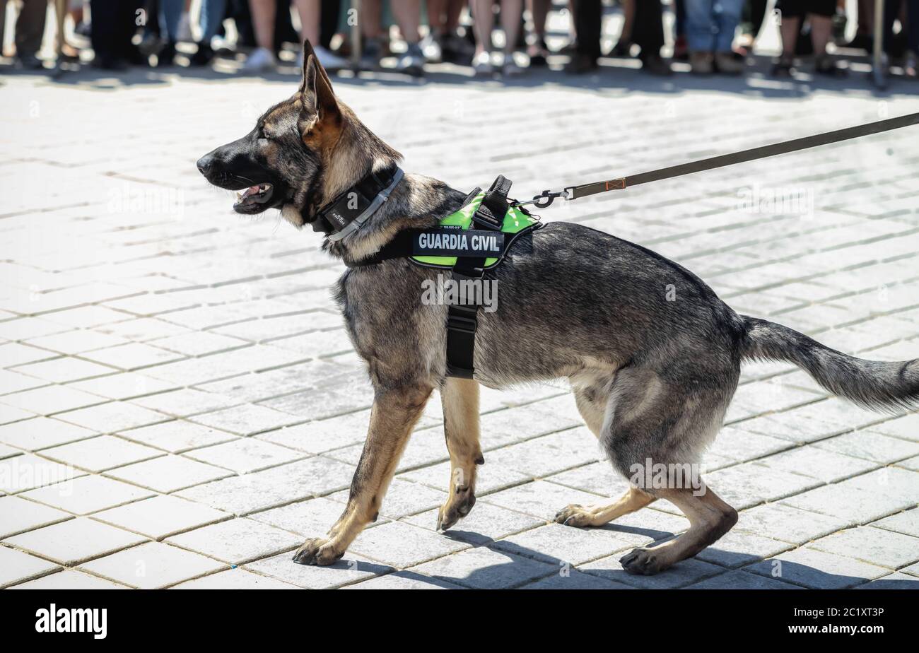 Police Dog Display High Resolution Stock Photography and Images - Alamy
